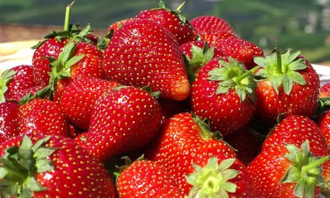 México se convierte en el principal exportador de fresas del mundo ...