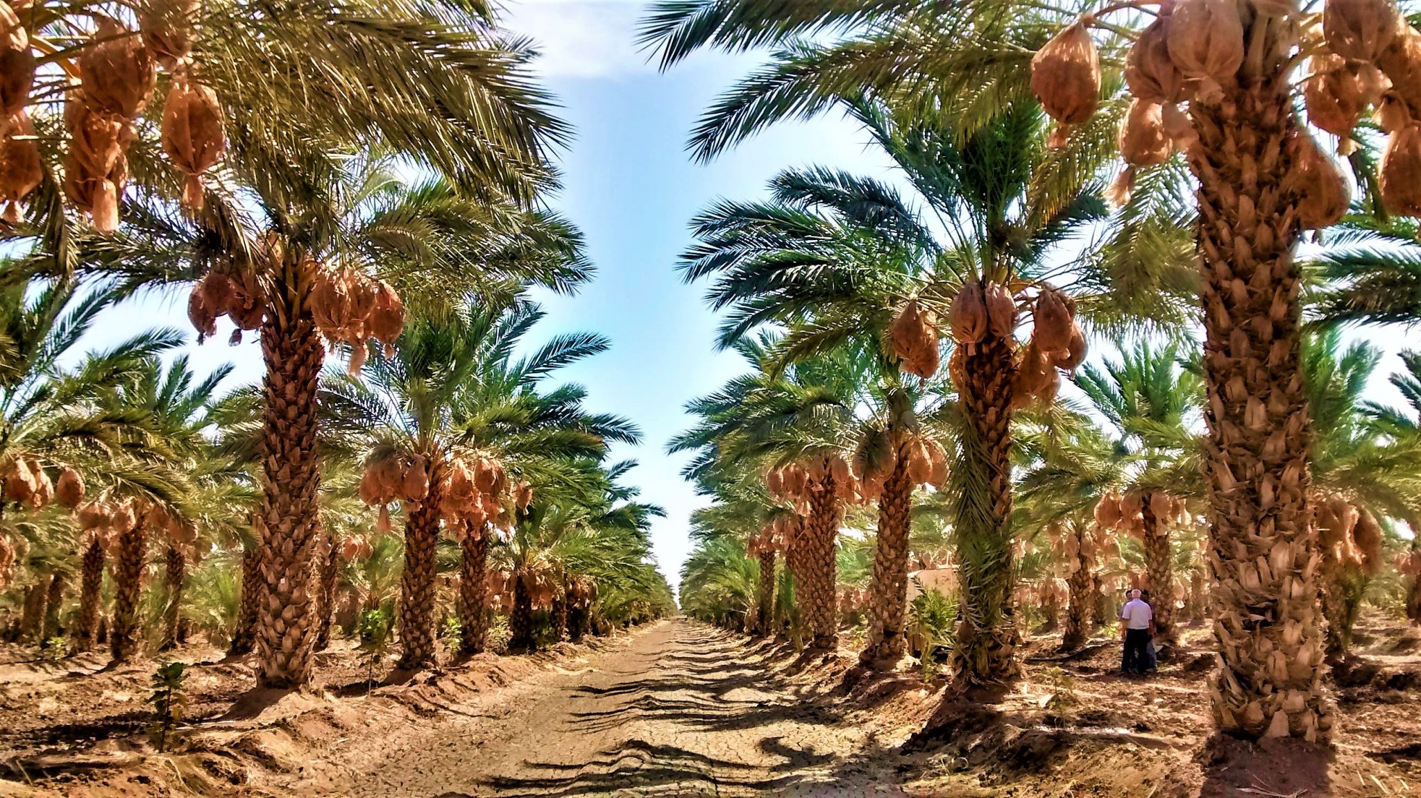 Actualizarán productores de dátil dirigencia del Consejo Estatal en BC ...