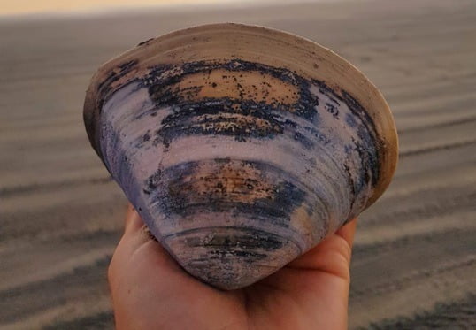 Almeja pismo, emblema de San Quintín, Baja California y saboreada en ...