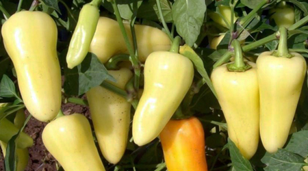 Avanza monitoreo del “Picudo del Chile” en el Valle de la Trinidad ...