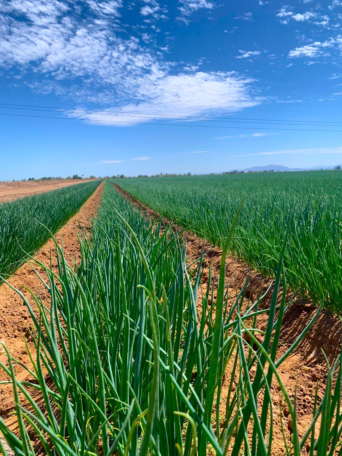 cebollin siembra - Periodismo Negro