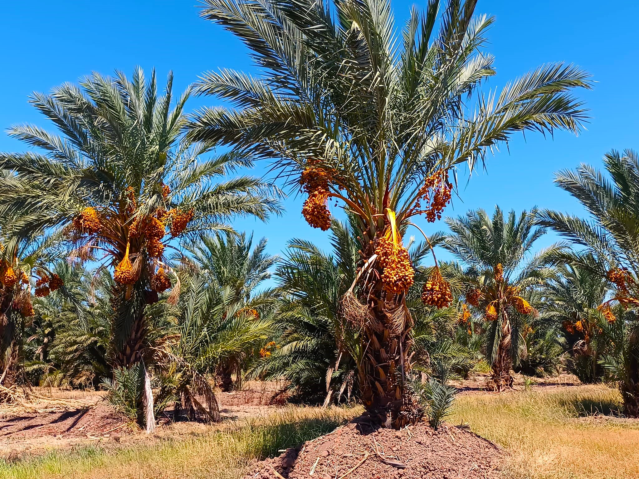 palmera datil - Periodismo Negro